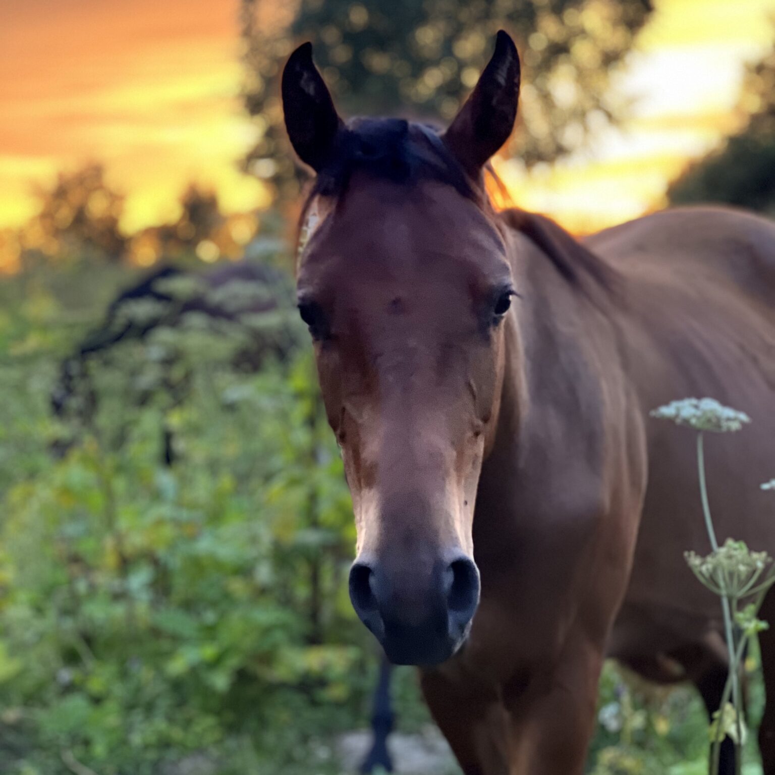 Palejas zirgi un zirgu izjādes Alūksnes novadā- VisitAluksne