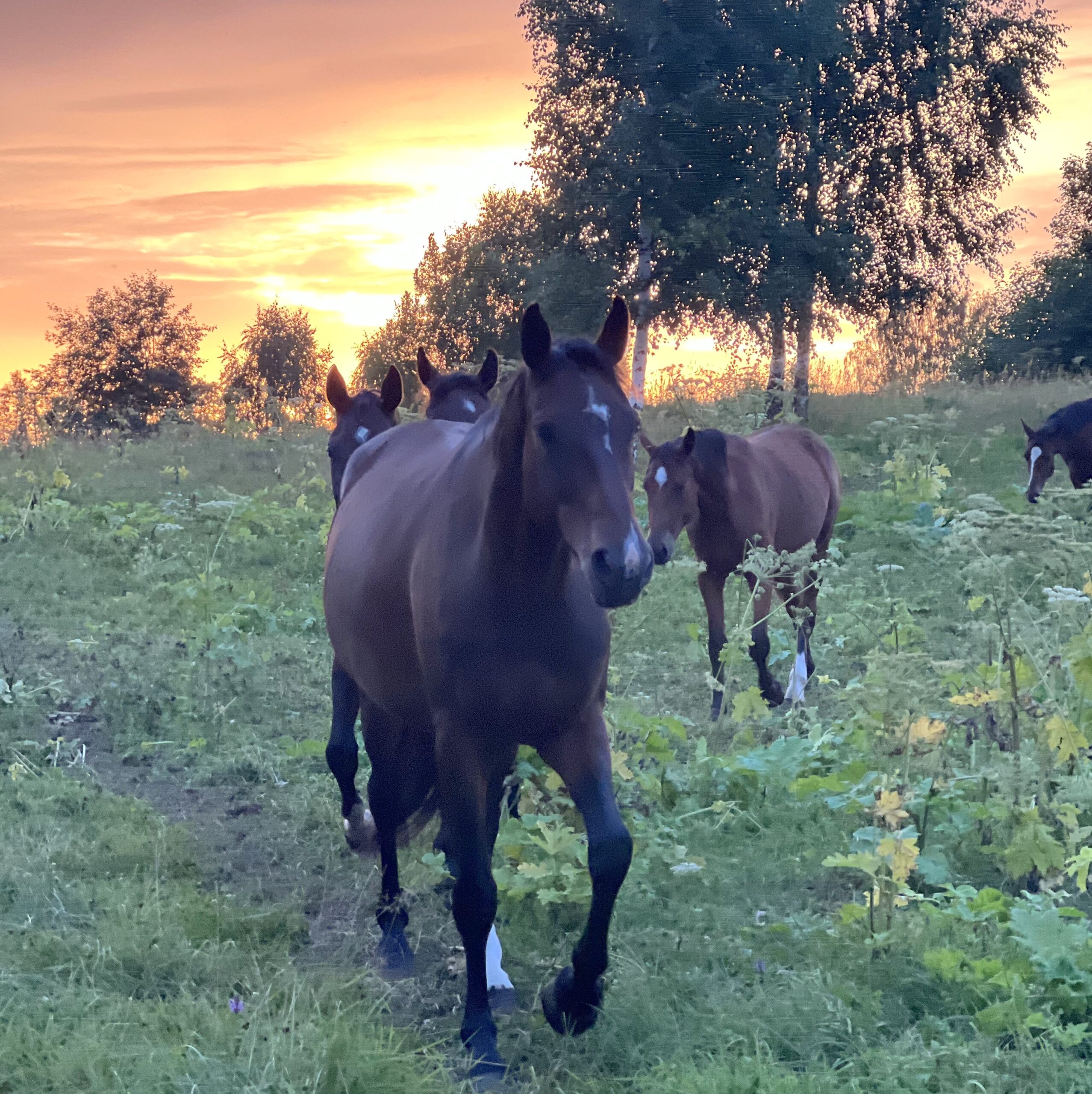 Palejas zirgi un zirgu izjādes Alūksnes novadā- VisitAluksne